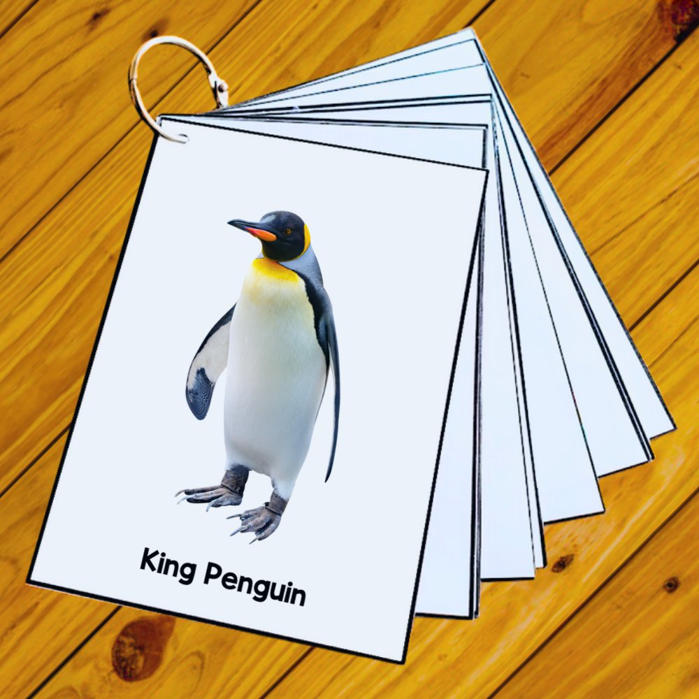 "ANTARCTIC ANIMALS" ANTARCTIC ANIMALS Editable Montessori Flash Cards ...